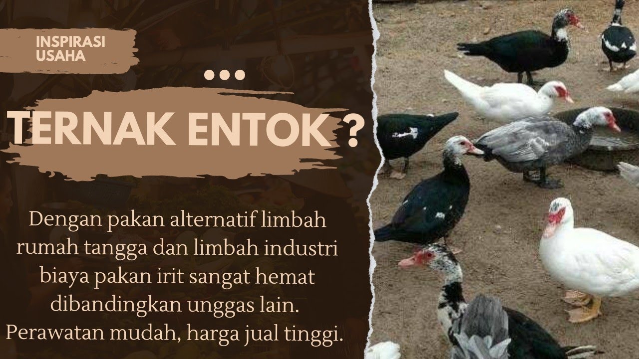 TERNAK ENTOK usaha yang dianggap sepele tapi ternyata bisa menghasilkan ...