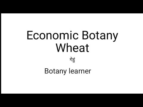 WHEAT ECONOMIC BOTANY FULL DETAIL #botany #cereal #food #economic ...