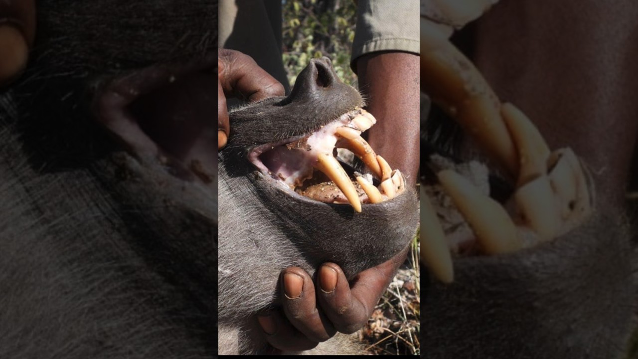 Baboon patrol with the bow. A necessity to conserve our antelope and ...