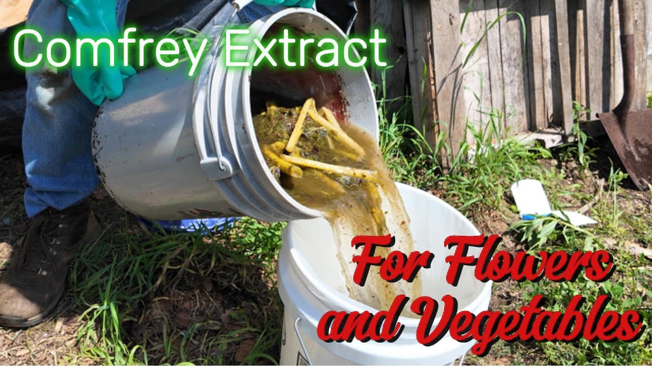 Comfrey Extract for Flowers and Vegetables - YouTube