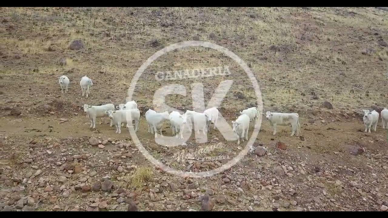Ganadería SK - El mejor Rancho de Ganado Charolais y Charbray - YouTube