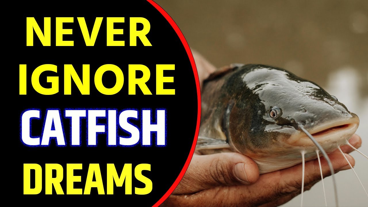 Catfish Dream Meaning | Catfish Dream Interpretation - YouTube