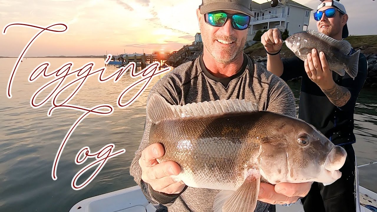TAGGING TOG in Ocean City, MD! Inlet and Jetty fishing for Blackfish ...