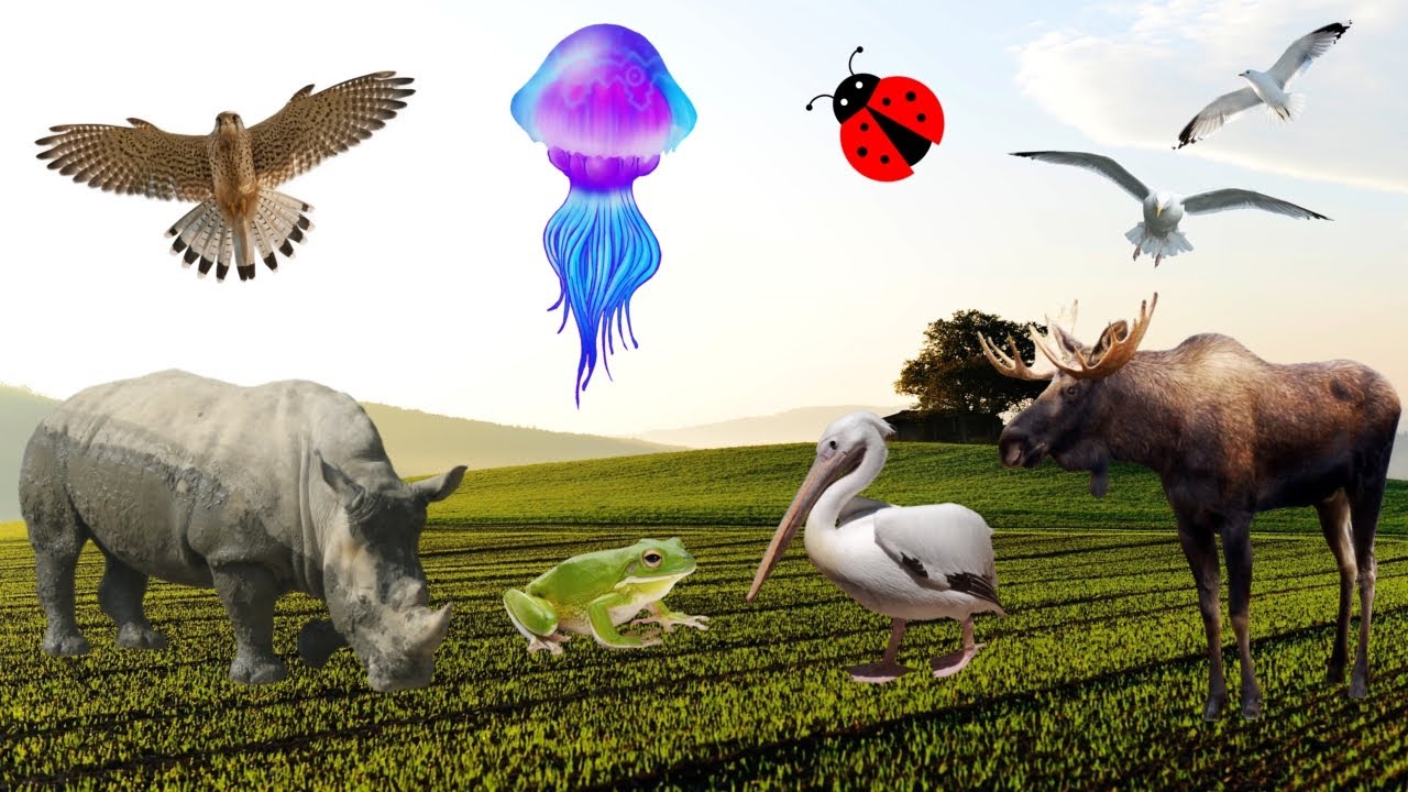 CUTE ANIMALS: RHINO, FROG, FALCON, SEAGULL - ANIMAL SOUNDS - YouTube