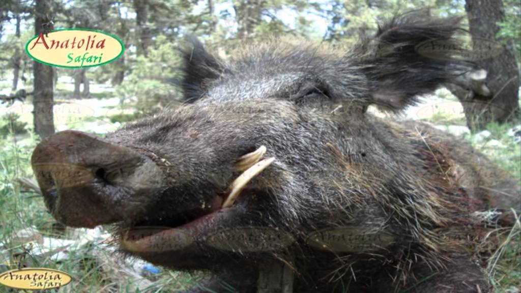 Wild Boar Hunting in Turkey by Anatolia Safari - YouTube