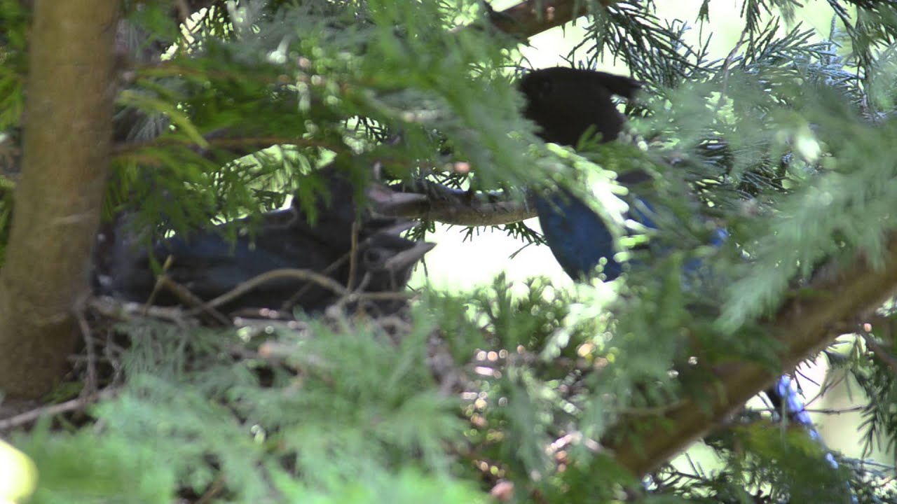 Steller's jay nest video - YouTube