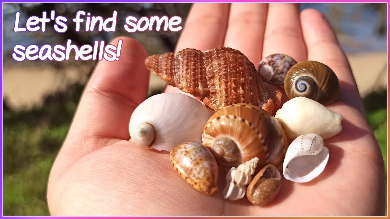 Finding Seashells on the Sand | Rare Butterfly Shells [Virtual Shelling ...
