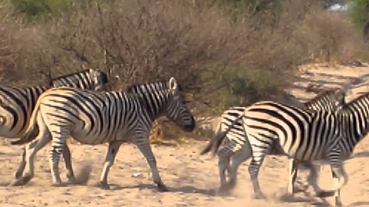 Confused zebra, Makgadikgadi Pans National Park, Botswana - October 9 ...