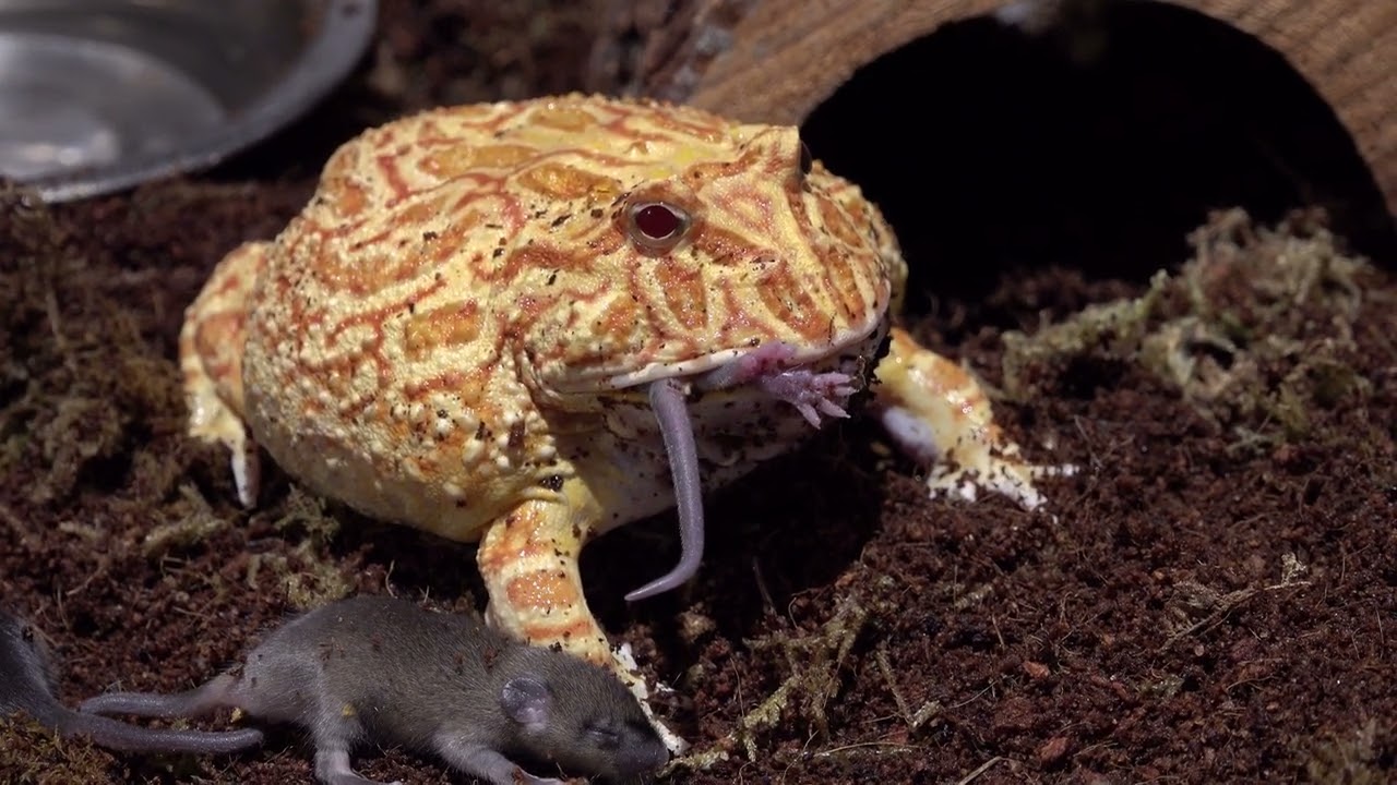 Pacman Frog Eats The Fuzzy Mouse / Warning Live Feeding - YouTube