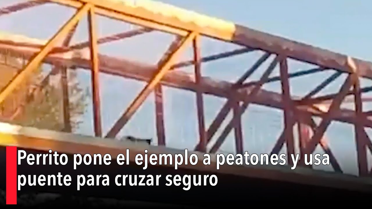 Perrito pone el ejemplo a peatones y usa puente para cruzar seguro ...