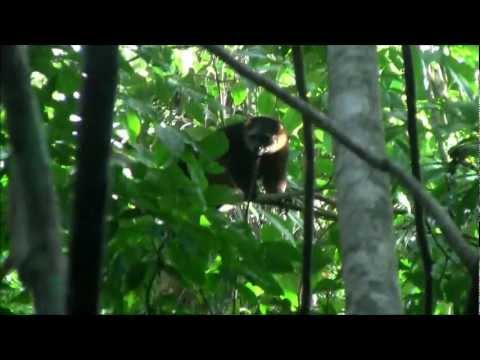 Cuscus - tree-dwelling marsupials of Sulawesi