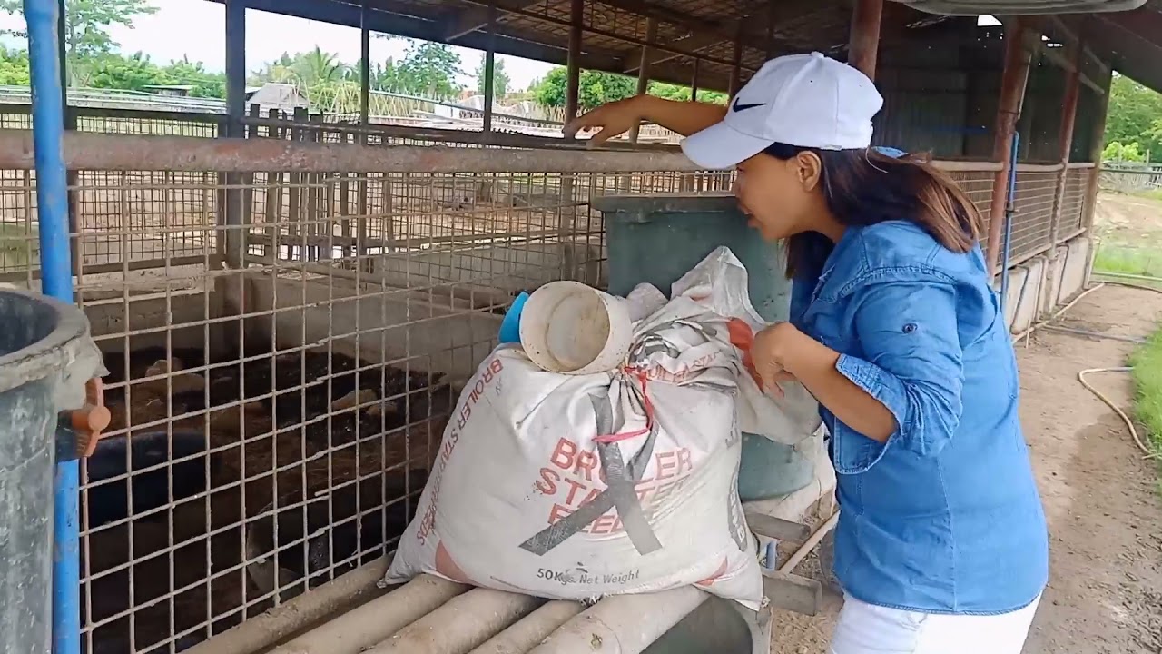 Dreamer's Valley Livestock (Native na Baboy/ Baboy Ramo? - YouTube