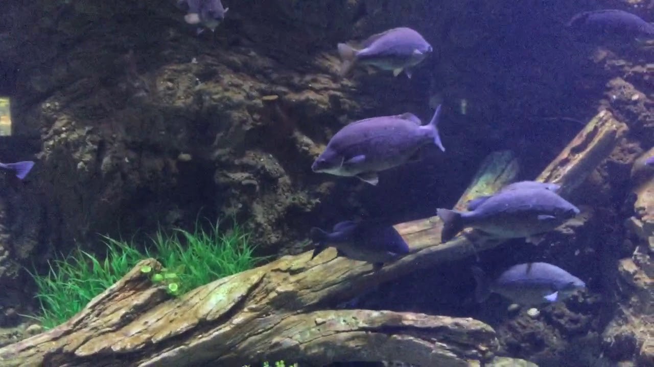 Jade Perch - YouTube