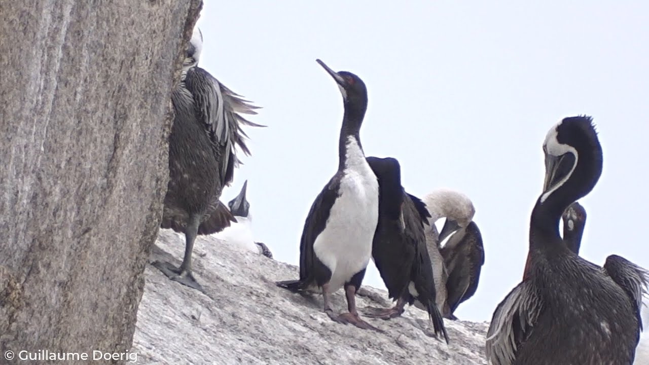 Guanay Cormorant (Phalacrocorax bougainvillii) | Guanay | Punta de ...