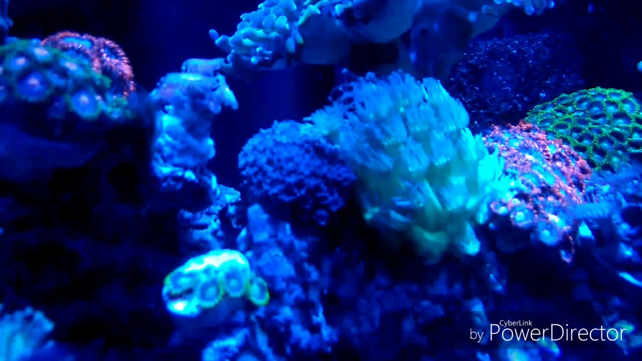 Goniopora Coral After Feeding Reef Roids - YouTube