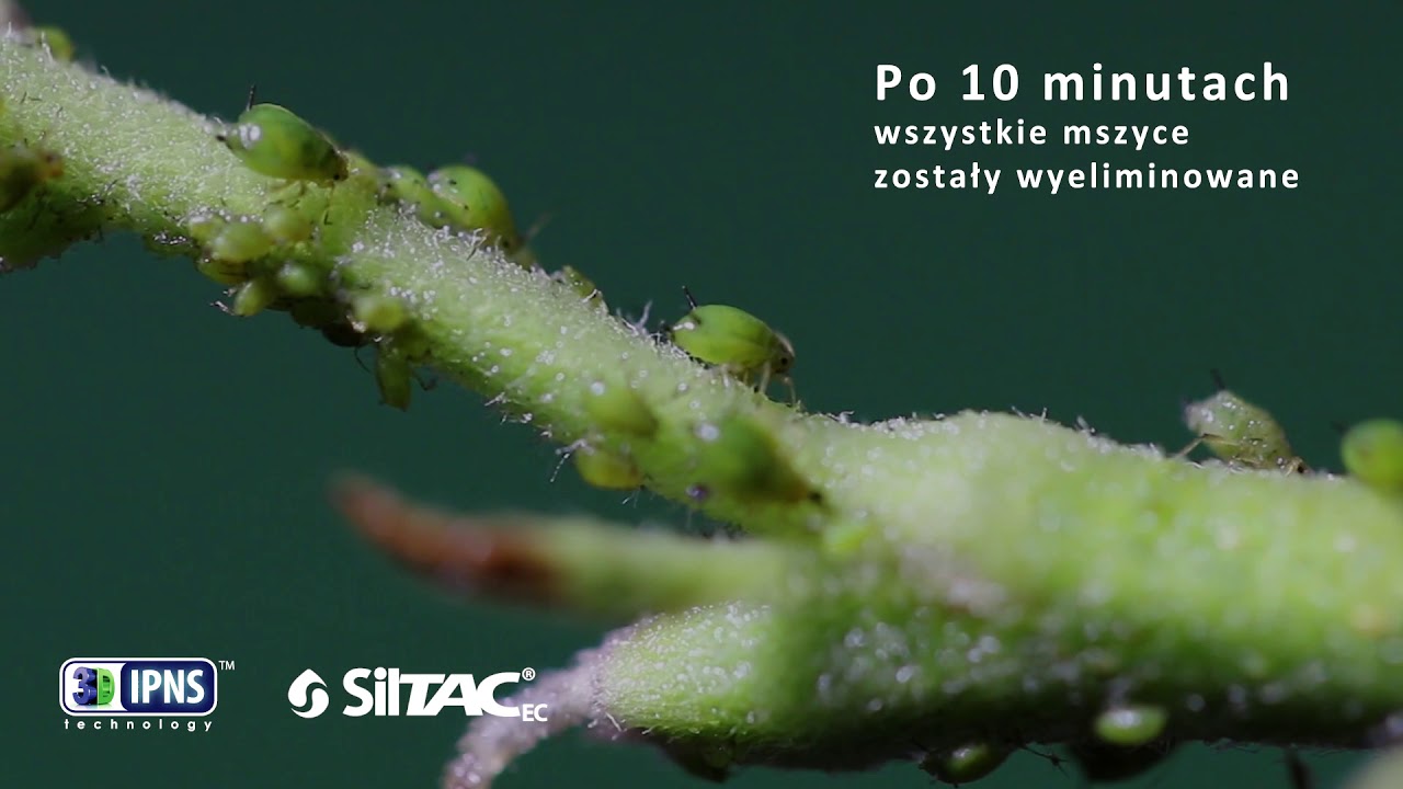 Jak działa Siltac EC - YouTube