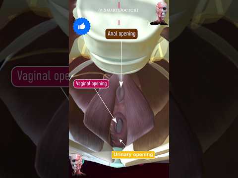 Female pelvic openings: vaginal, anal, and urinary ✨‍♀️