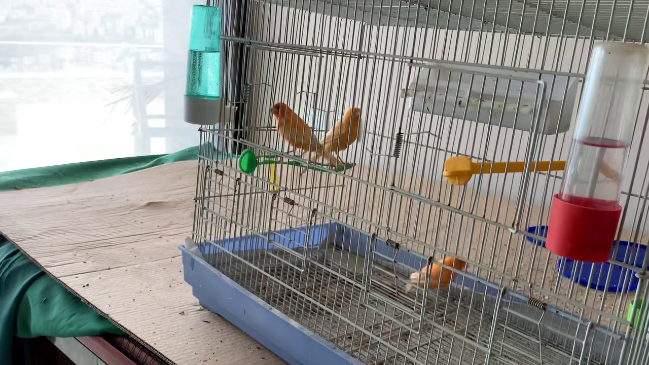 Canaries Breeding Season - YouTube