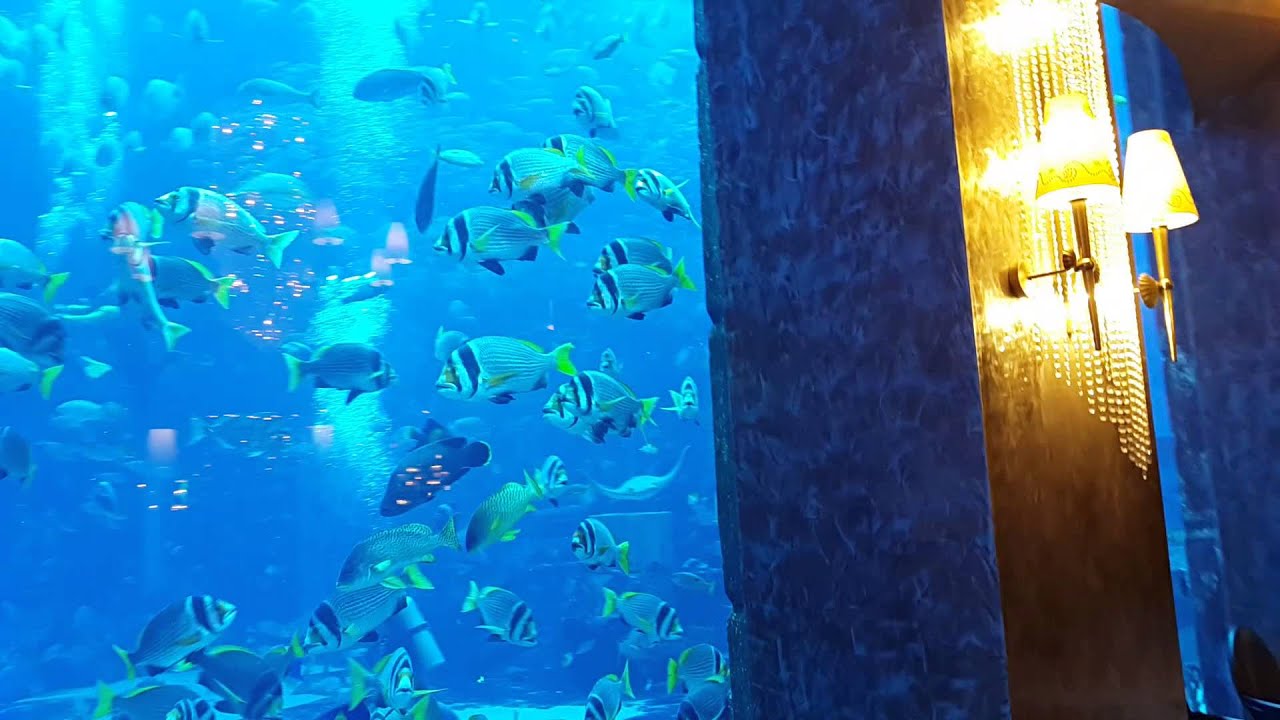 Atlantis Hotel Aquarium seen from Ossiano Underwater Restaurant & Bar ...