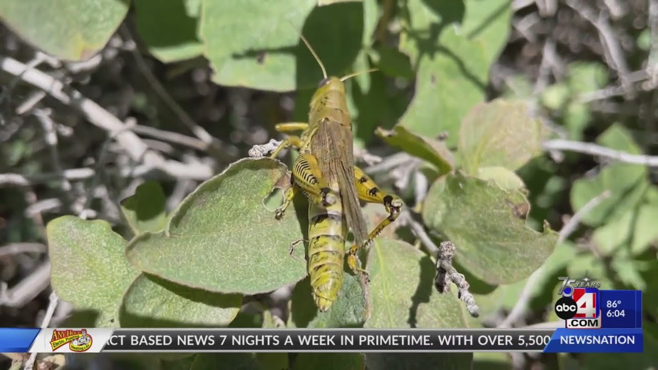 Experts say grasshopper numbers are high due to the snowpack - YouTube