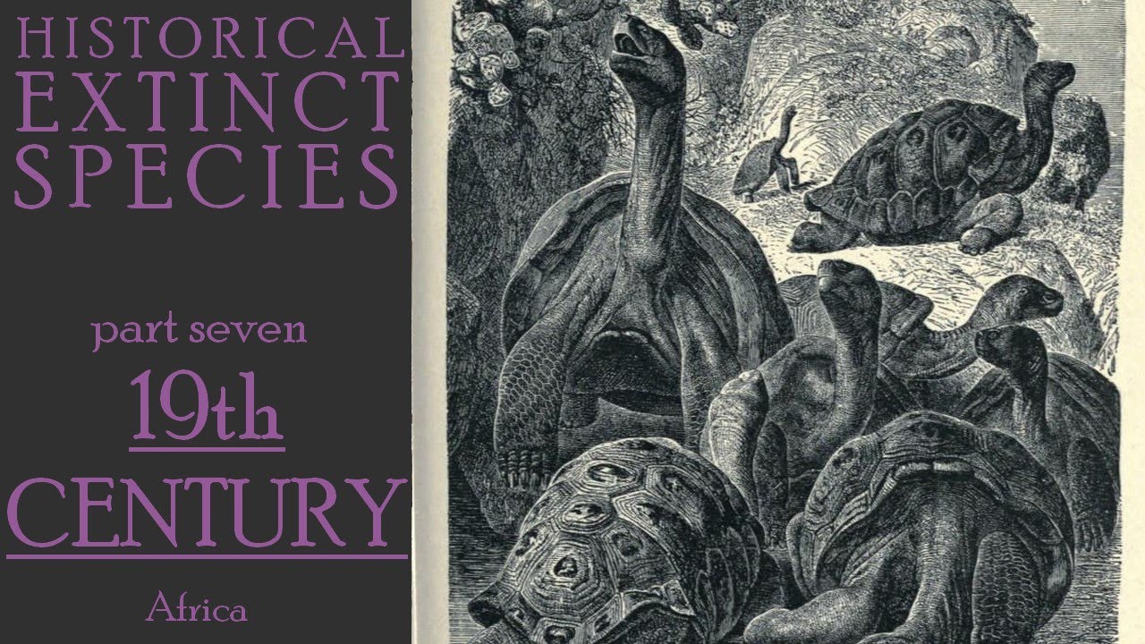 Historical Extinct Species #7 19th century. Part two - Africa - YouTube