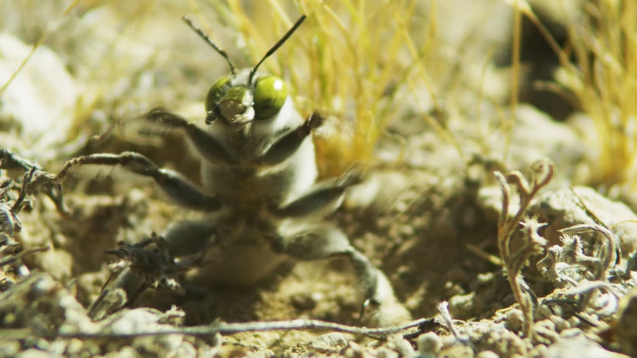 Filming Wildlife Documentary During Lockdown | The Mating Game | BBC ...