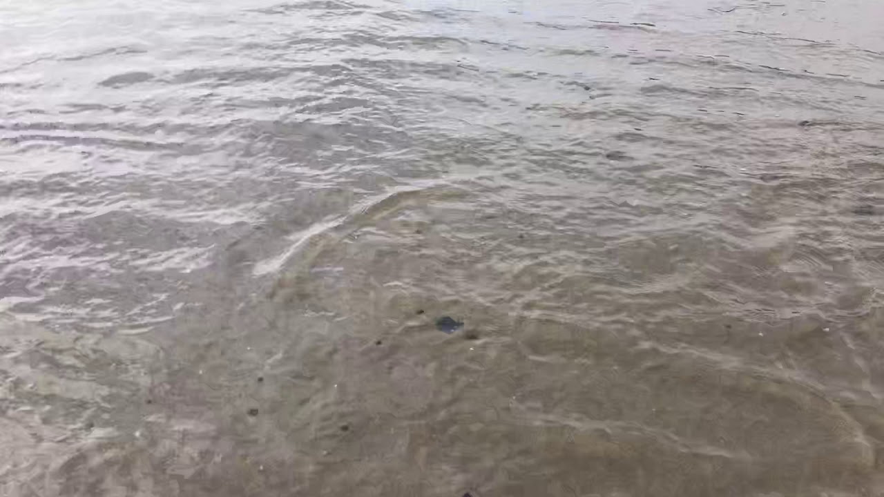 Pretty Neat Beach Isopod - YouTube