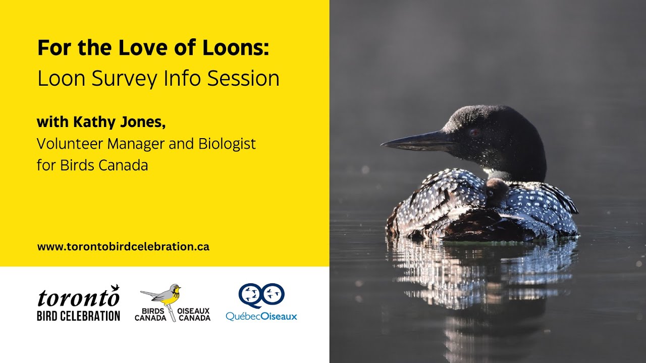 For the Love of Loons: Loon Survey Info Session with Q+A - YouTube