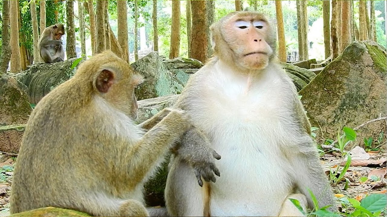 Sweetly.....Couple monkey very enjoy grooming & finding lice,Small ...