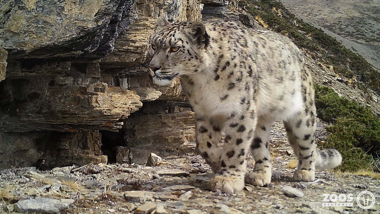 Happy World Wildlife Day - YouTube