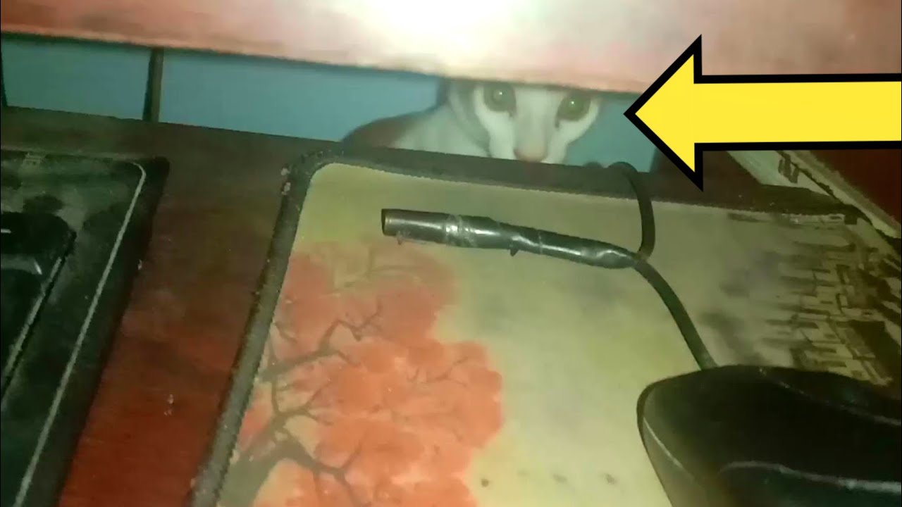 Beautiful Cat | Puchi cute kitty blog 47 - Ahnaf Tasin - YouTube