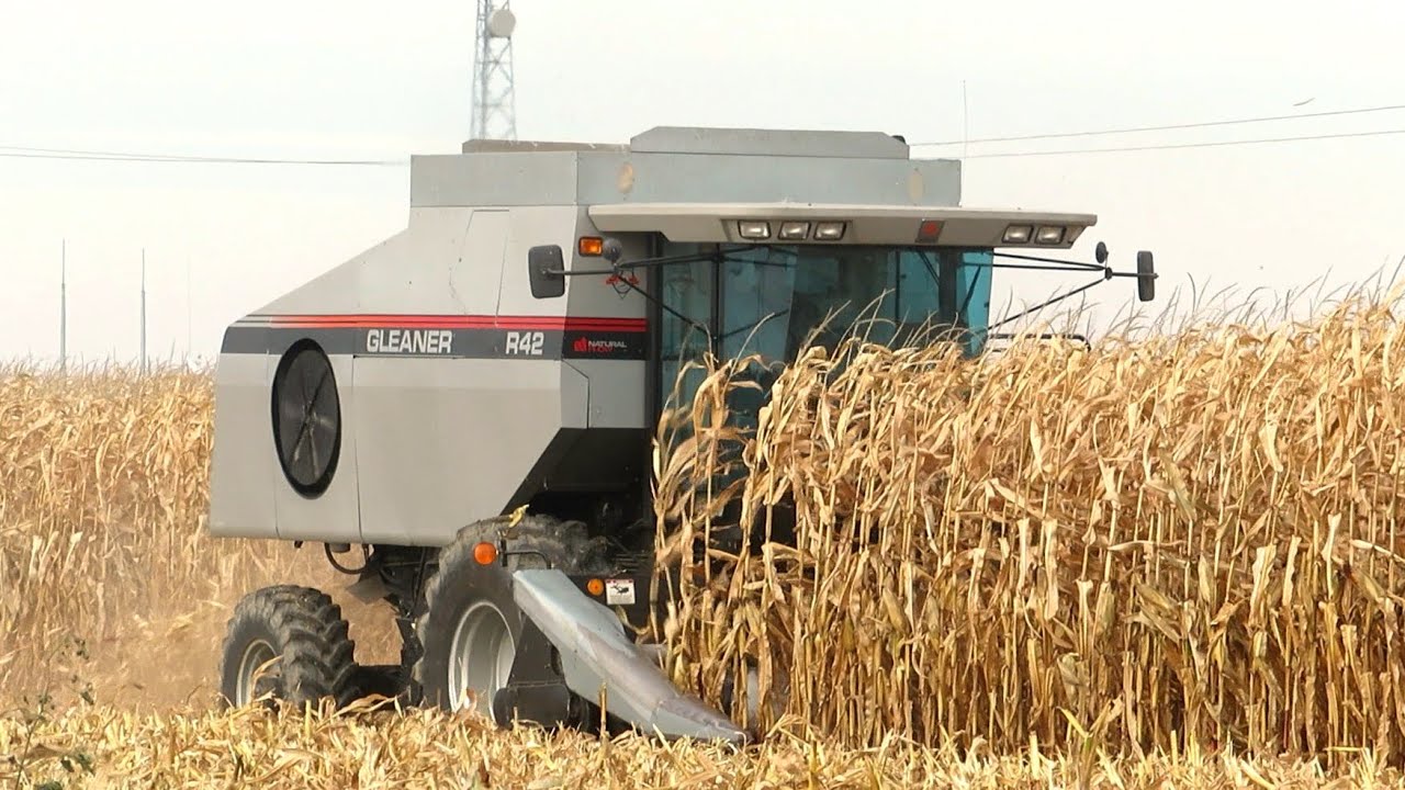 Corn Harvest 2023 | Gleaner R42 Combine Harvesting Corn | Ontario ...