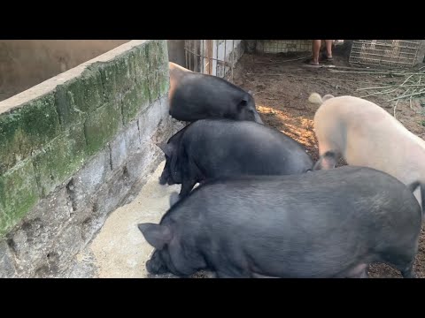 Darak at binlid ang pakain sa mga native pig. Paglilinis ng kulungan na ...