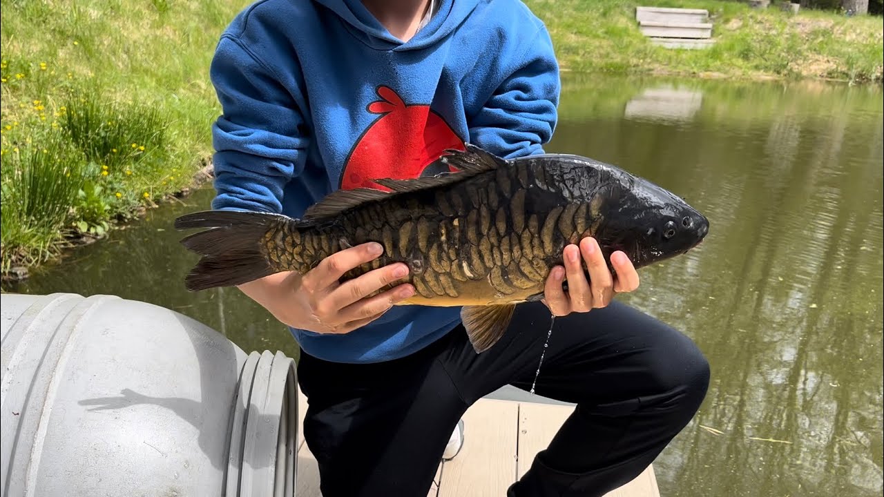 Wypuszczanie karpi do mojego stawu - YouTube