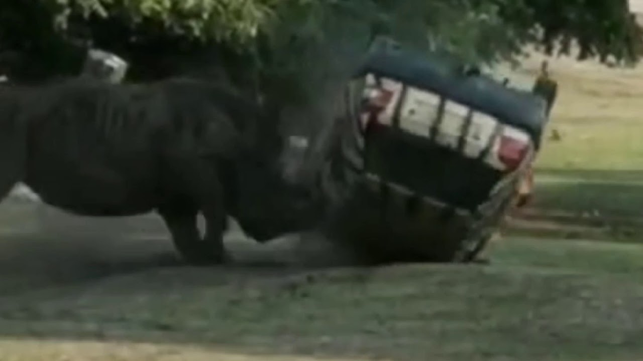 Angry rhino attacks and flips car at park in Germany. Horrifying video ...