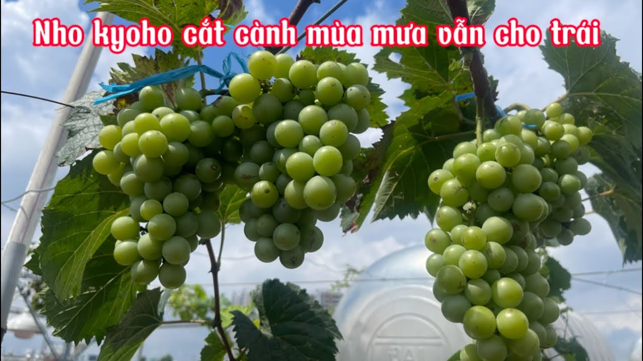 Chia sẻ 4 cây nho kyoho sân thượng cắt cành mùa mưa Saigon - YouTube