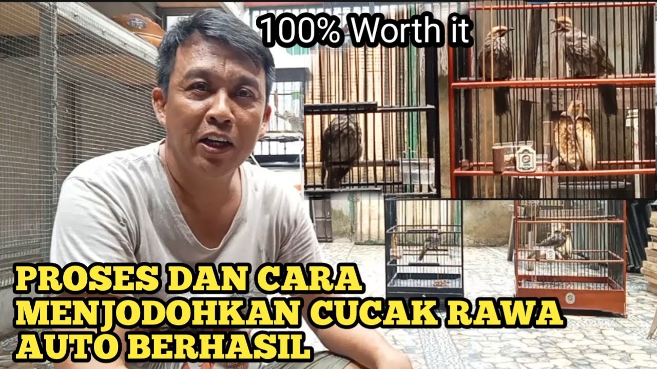 Proses Dan Cara Menjodohkan Burung Cucak Rawa Auto Berhasil - YouTube