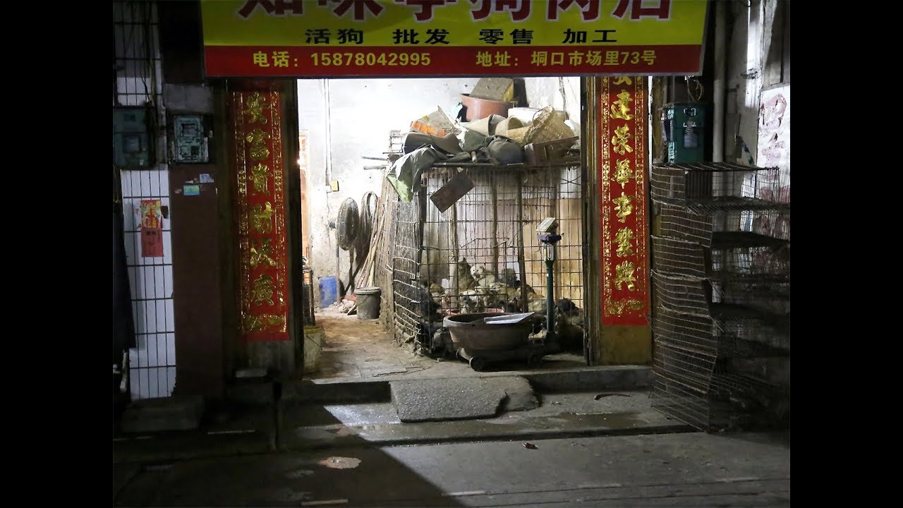 The Yulin dog meat and lychee festival - YouTube