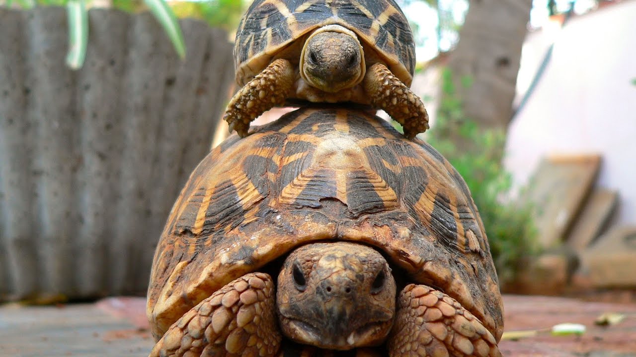 Movements of tortoise - YouTube