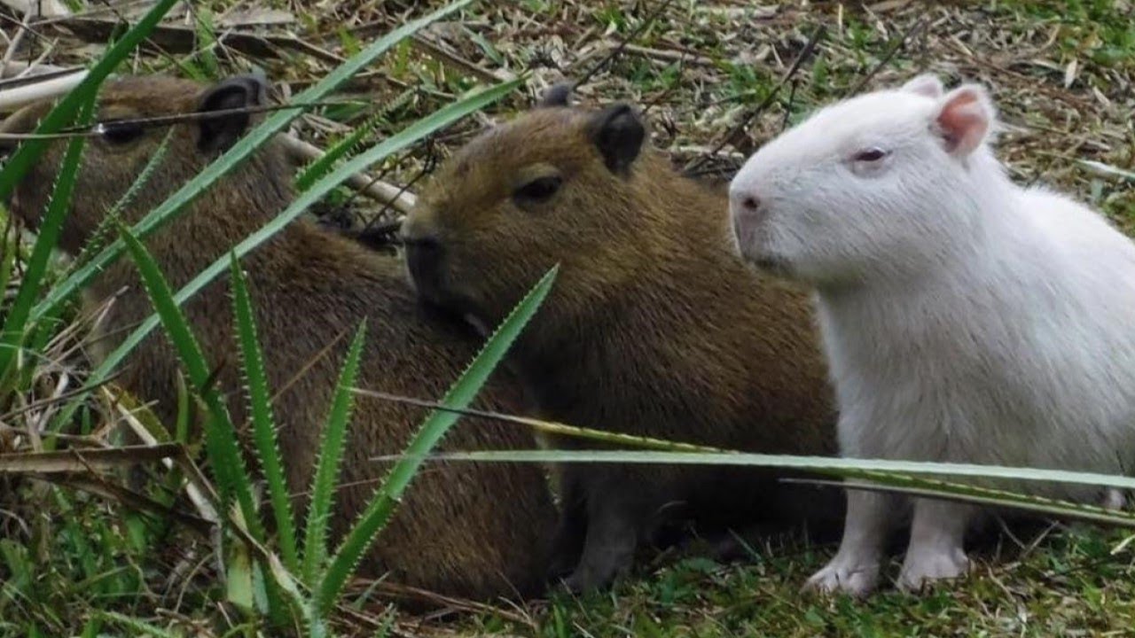 Albino baby bara. Memes from Gort v18 - YouTube