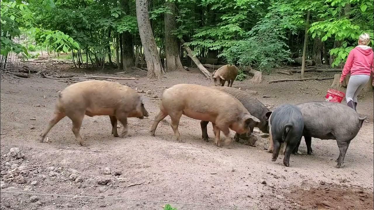 Help me find the pig bucket and feed the pigs! - YouTube
