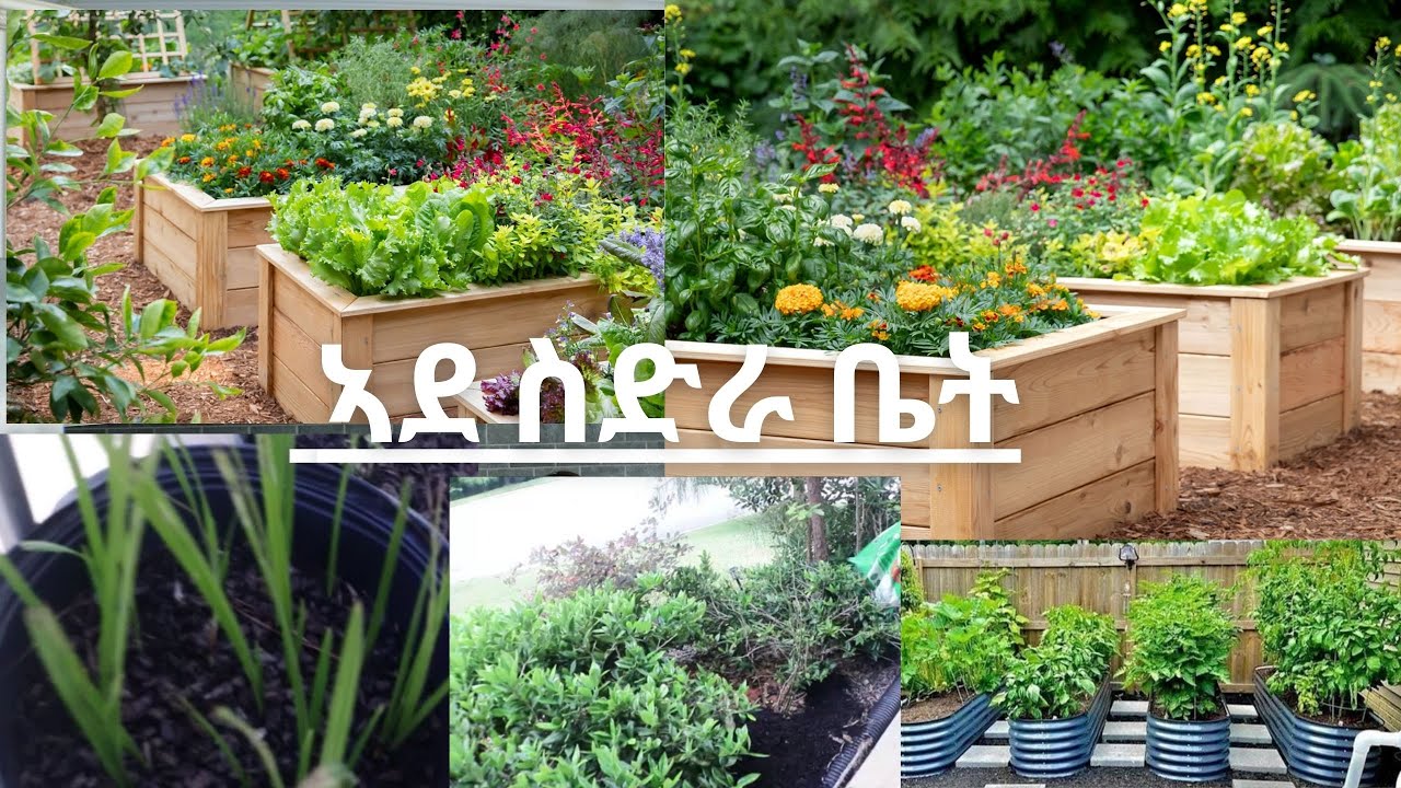 ኣደ ስድራ ቤት ናይ ኣታኽልቲ ጆርዲነይ My Spring Vegetable Garden #Eritrea - YouTube
