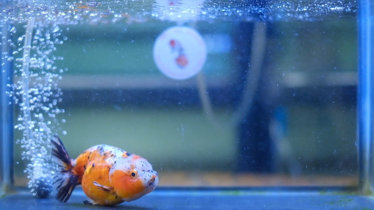 IKAN MAS KOKI RANCHU TIGER SIZE 10 CM - YouTube