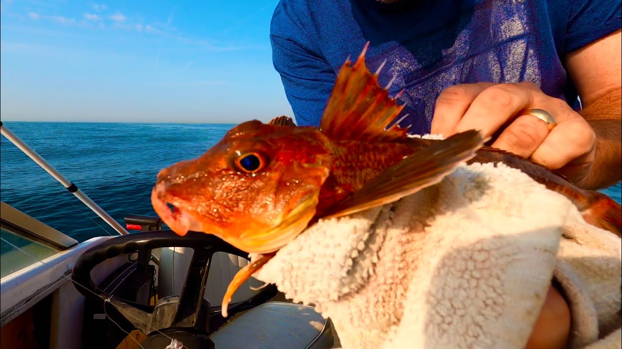 RED GURNARD, SANDEELS, LOBSTER, DOGFISH, SPIDER CRABS, BROWN CRAB ...