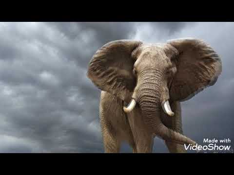 African elephant sound effect - YouTube