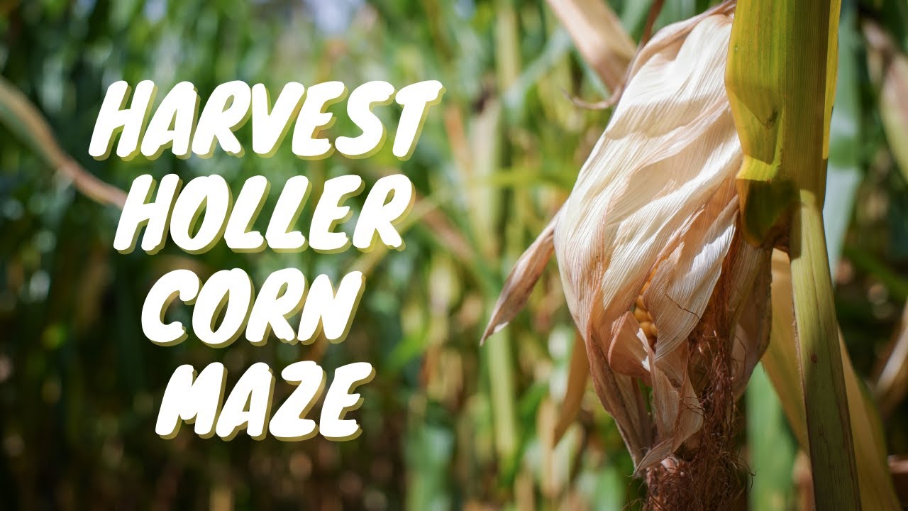 The Harvest Holler Corn Maze and Hayride! - YouTube