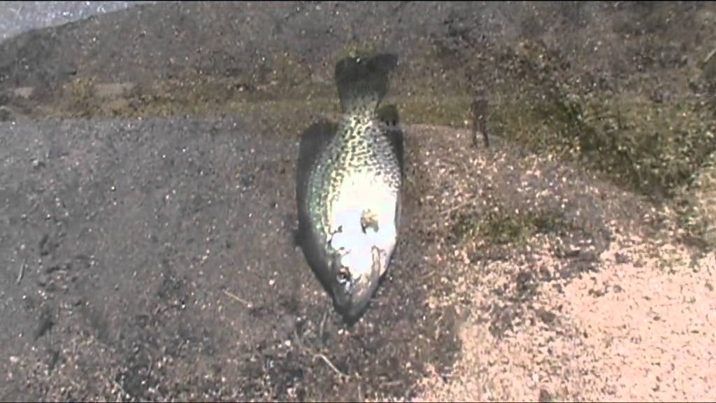 Lake Henshaw Bass and Crappie fishing 5-12-2012 - YouTube