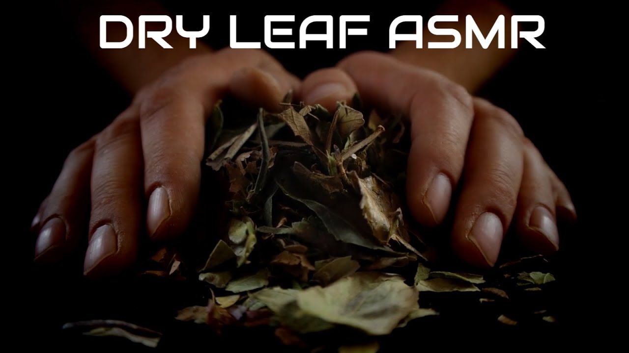 ASMR - Extremely Relaxing Dry Tree Leaves Crunch - 20 MINUTE LEAF ASMR ...