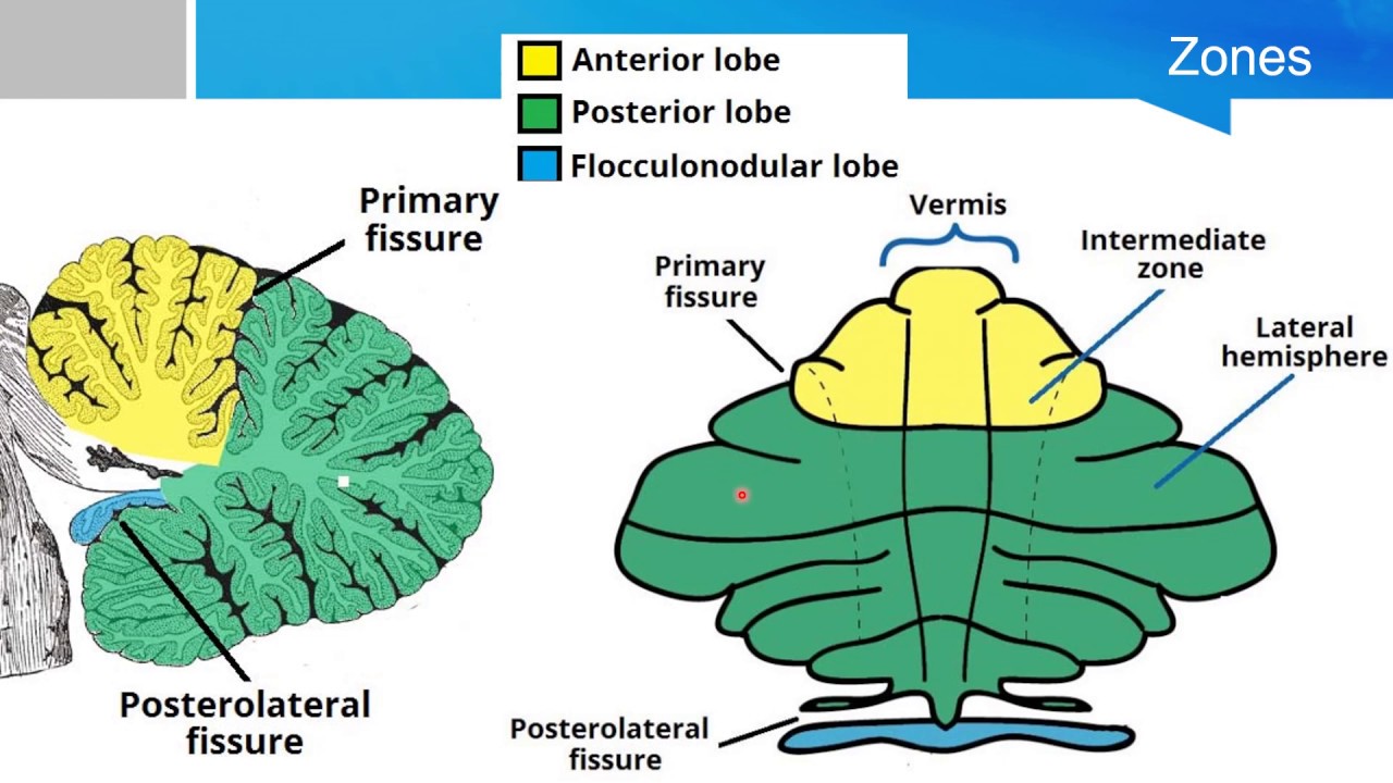 Flocculonodular Lobe Diagram