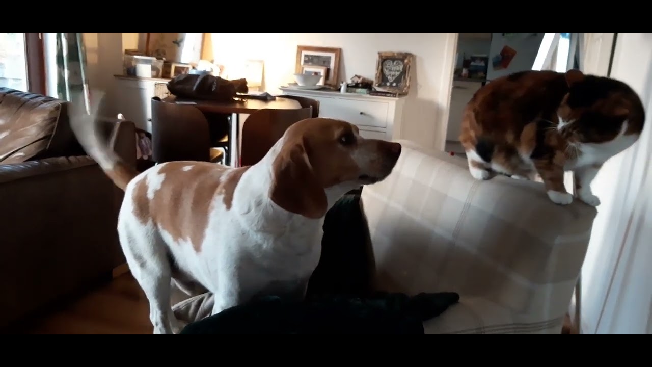 greedy beagle vs grumpy cat - YouTube